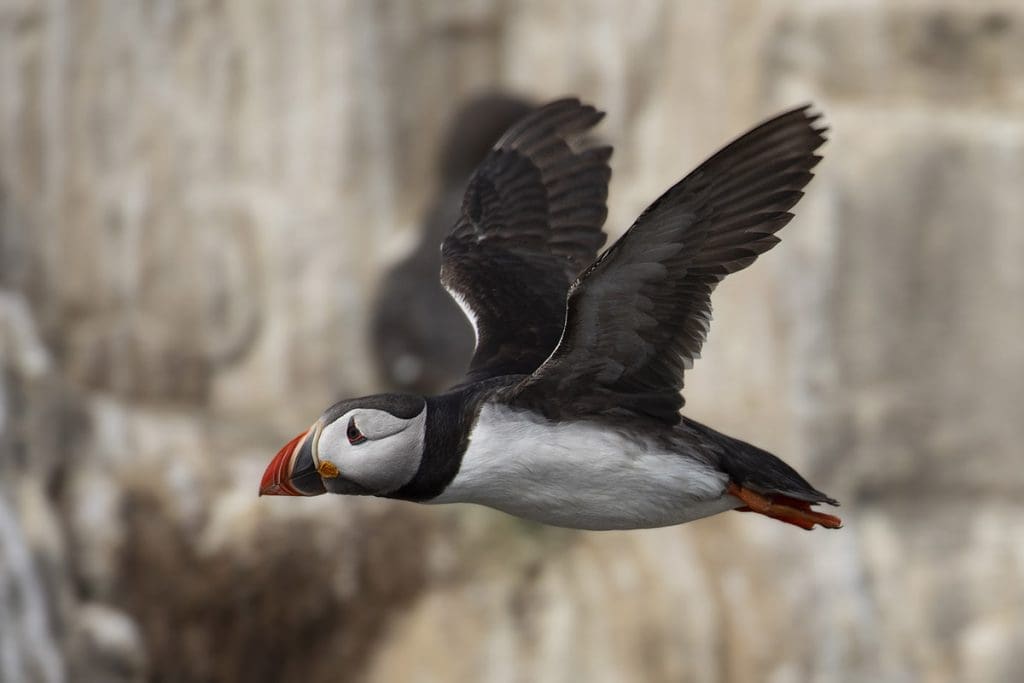 Where Can I see Puffins in the UK (by a wildlife photographer)